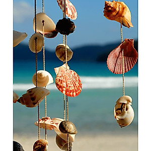 JQAQJU Sea Shells Mixed Beach Seashells 20 Kinds, 1.5"-5.5" Various Sizes Large Ocean Shells Conch 2 Kinds Natural Starfish for Decorating Beach Theme Party Fish Tank Filling Home Decor Wedding