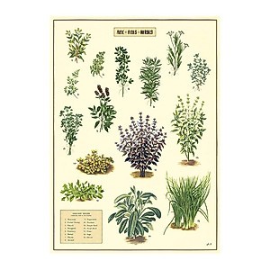 Cavallini Herbs Wrapping Paper/Poster