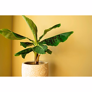 Gardenera Organic Banana Tree Soil Blend - 1 Quart - Nutrient-Dense Mix for Robust Growth and Sweet, Juicy Bananas - Crafted with Care for Exceptional Results