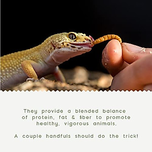 Slithering Delights Dried Mealworms for Reptiles - 3.5 oz lizard food for Bearded Dragon & Reptile Food Treats for Pet Lizard, Gecko, Tropical Fish and Birds, Turtles - Dehydrated High Protein content