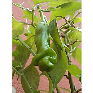 1312-Penis Peter Pepper Mix (Capsicum chinense) Seeds by Robsrareandgiantseeds UPC0764425789666 Bonsai,Non-GMO, Hottest,Organic,Historic,Super Hot, 1312 Package of 10 Seeds