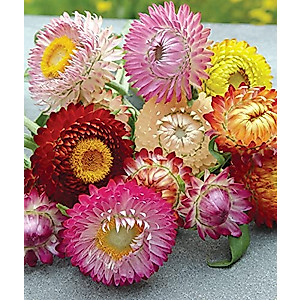 Burpee Tall Mixed Colors Strawflower Seeds 750 seeds