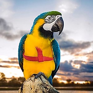 Bird Harness Leash, Parrot Training Harness Cockatiel Traction Rope for Parakeets, Macaws, Parrots, Love Birds