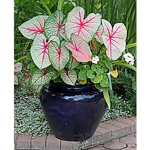 Fancy Leaf Caladium Bulbs - White Christmas - Large Size Root - Elegant White Foliage with Green Veins - Hardy in Zones 9-11 - Perfect for Gardens and Pots