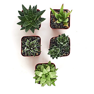 Shop Succulents | Alluring Collection of Live, Hand Selected Variety Pack of Mini 5 Different Aloe Plants in 2" Grower Pots, Easy to Grow and Hard to Kill