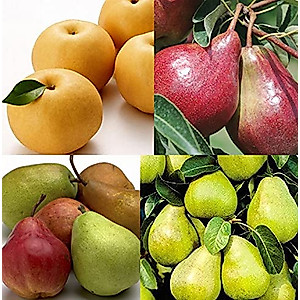 20 Seeds of Mixed Pears Trees, Bartlett, Kieffer, Green Anjou, Red Anjou, Asian Singo Pears Trees Seeds