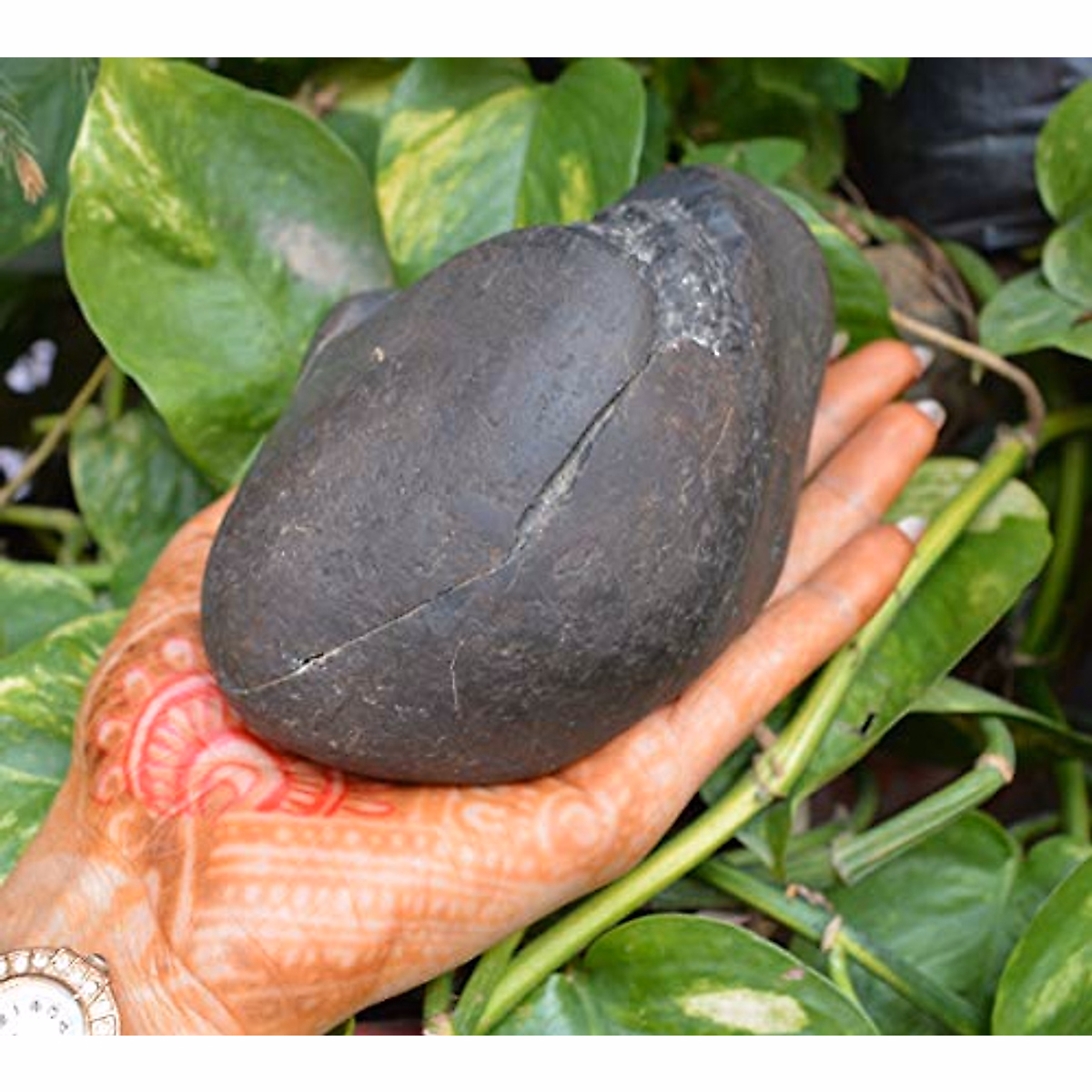 Shiva Lingam Shop Natural Shaligram, Religious Gifts, Sudarshan Saligram Stone, Sudershan Shaligram Gandaki River Nepal, Ritual Object Iconic Symbol of The God Vishnu from Nepal~I-4885