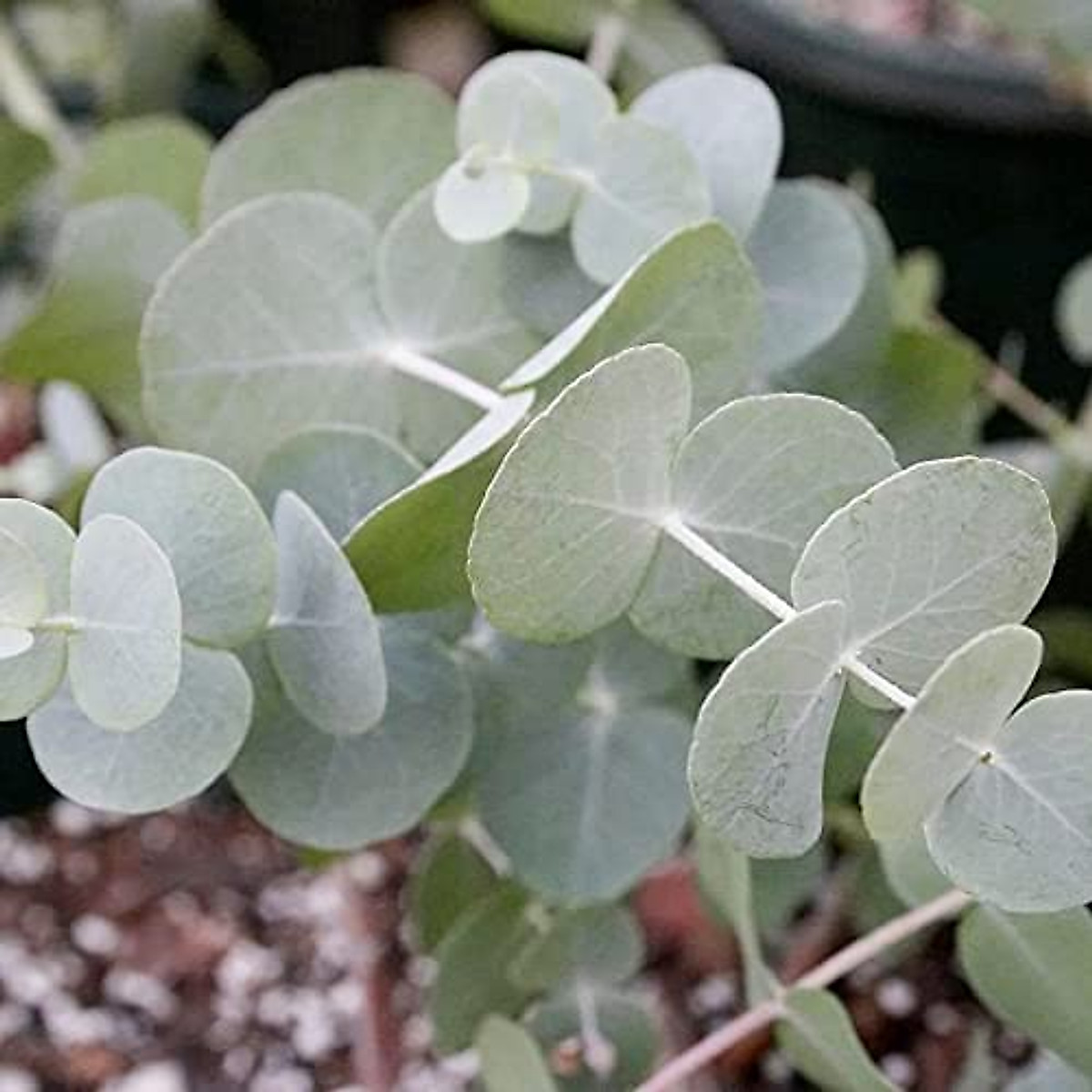 Eucalyptus Cinerea Seeds Silver Dollar Eucalyptus Distinctive Round, Silvery-Blue Leaves Fast-Growing Drought-Tolerant Adds Unique and Attractive Element to Gardens Landscapes 25Pcs by YEGAOL Garden