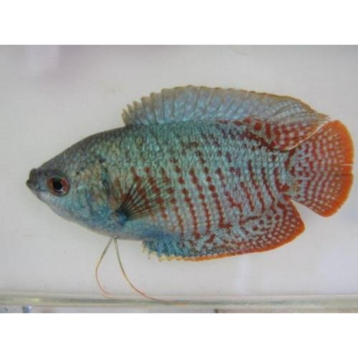 Neon Blue Dwarf Gourami Male