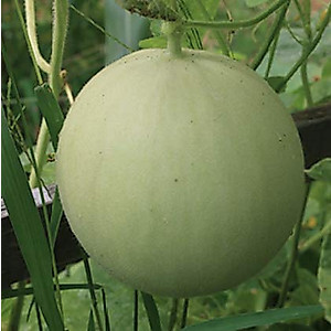 "Green Flesh" Honeydew Seeds for Planting, 50+ Heirloom Seeds Per Packet, (Isla's Garden Seeds), Non GMO Seeds, Botanical Name: Cucumis melo, Great Home Garden Gift