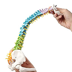 ASINTOD Human Spine Anatomy Model, 15.5" Color Human Spine Model, Anatomical Human Spine Model with Spinal Nerves, Intervertebral Discs, Pelvis, Femur with Display Stand for Display, Teaching