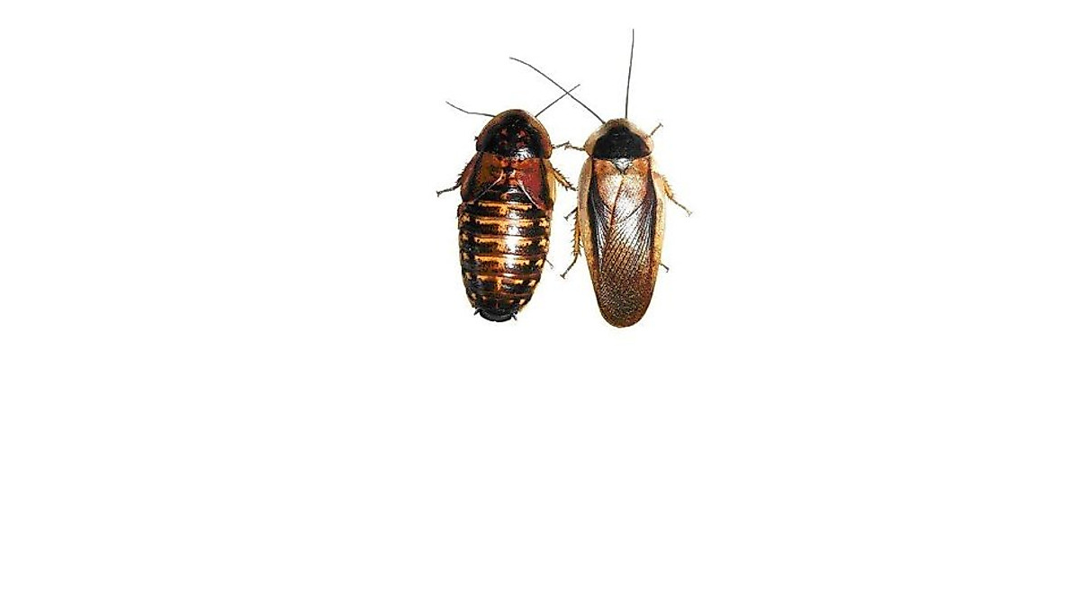 Dubia Roaches for Reptile Feeding - 100 Mixed Sizes