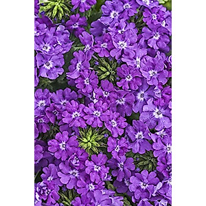Moss Verbena - 50 + GROUNDCOVER Seeds - Creeping Perennial Purple Flower - USA