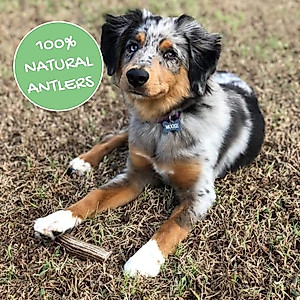 Nature Gnaws Elk Antlers for Large Dogs - Premium Natural USA Antler - Long Lasting Dog Bones for Aggressive Chewers - Mix of Split and Whole - 5-8 Inch