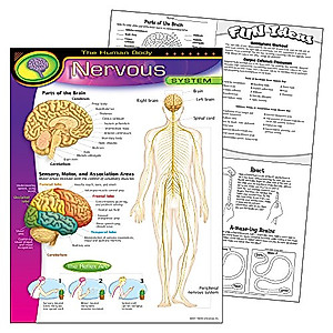 The Human Body–Nervous System Learning Chart