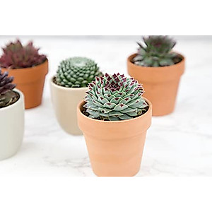 Sempervivum Succulents Plants Live Indoor Plants (5PK), Sempervivum Plants Live Houseplants, Hen and Chicks Live Plants Indoor House Plants, Rosette Succulent Plants in Plant Pots by Plants for Pets