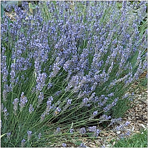 Seed Needs, Blue Hidcote Lavender Seeds - 500 Heirloom Seeds for Planting Lavandula angustifolia - Fragrant Perennial Medicinal Herb for Outdoor Gardens (2 Packs)