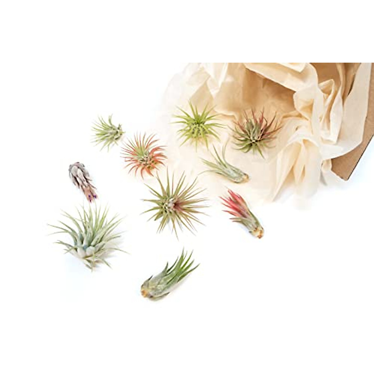 12 Pack Assorted Ionantha Air Plants - Wholesale and Bulk - Succulents - Live Tillandsia - Easy Care Indoor and Outdoor House Plants