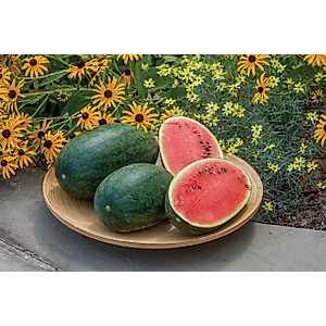 Burpee Mama's Girl Watermelon Seeds 25 seeds