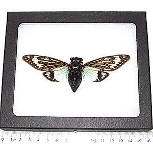 BicBugs Tosena splendida Blue Green cicada Thailand Framed Real
