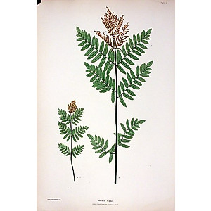 Osmunda regalis [Buckthorn Brake]