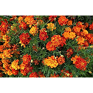 Marigold Seeds for Planting French Marigold Flower Seeds Mix - About 500 Seeds