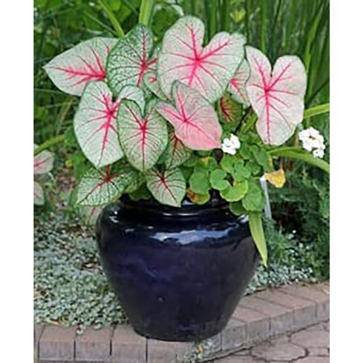Fancy Leaf Caladium - June Bride - Large Size Root - Zones 9-11