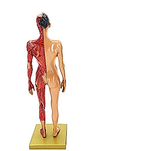 Human Body Musculoskeletal Anatomical Model for Study and Teaching (30CM1)