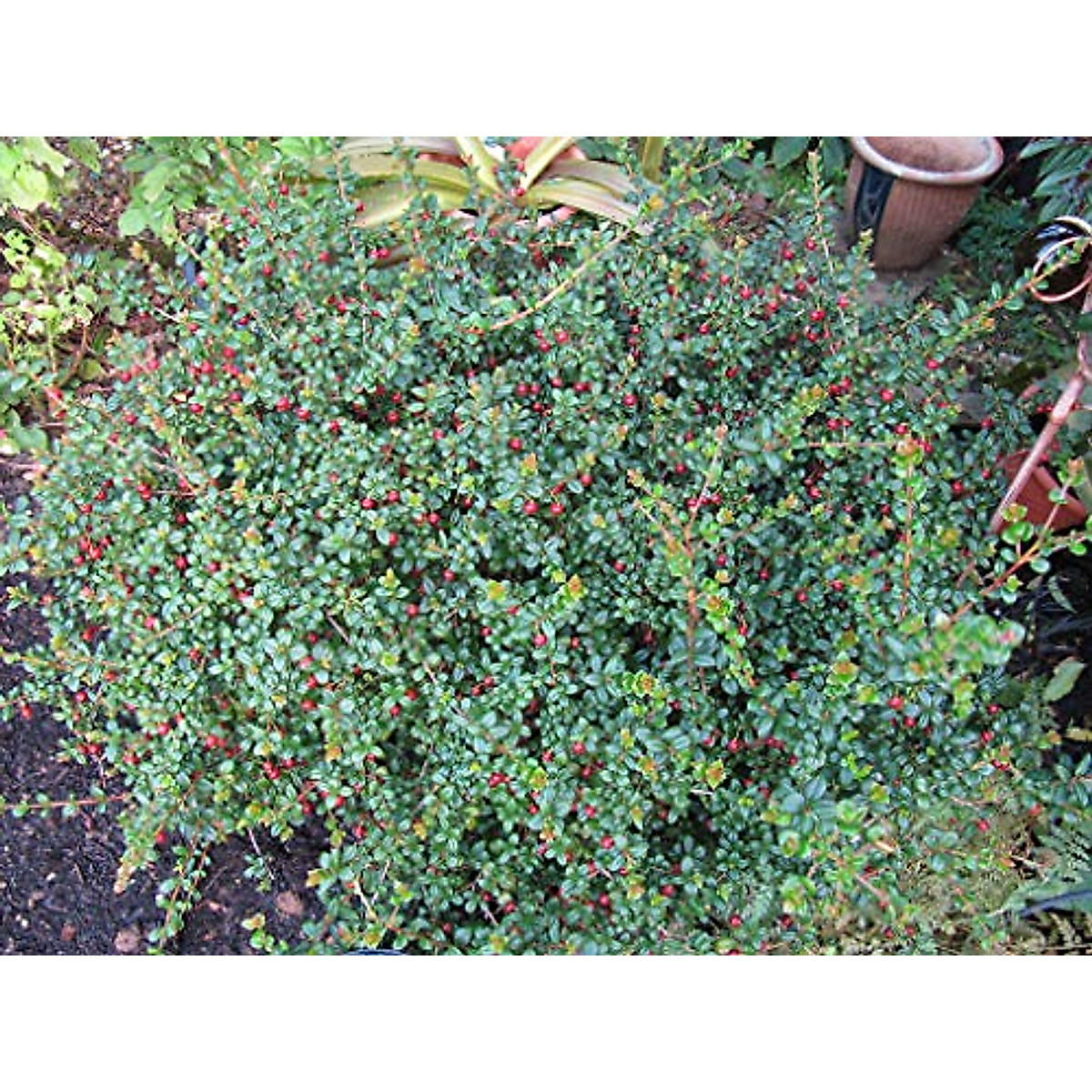 1135-Chilean Strawberry Bush (Ugni molinae) Seeds by Robsrareandgiantseeds UPC0764425787488 Non-GMO,Organic,Historic Plants, Bonsai,1135 Package of 5 Seeds
