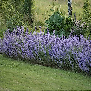 Catmint Seeds- 'Blue Wonder'-(Nepeta Mussinii)-Compact, Heat Tolerant,Perennial,Hardy,Excellent Groundcover! 25 Seeds-QAUZUY GARDEN