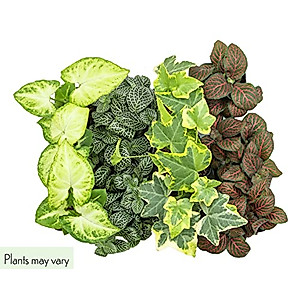 Easy to Grow Houseplants (12 Pack) Live House Plants in Plant Containers, Growers Choice Plant Set in Planters with Potting Soil Mix, Home Décor Planting Kit or Outdoor Garden Gifts by Plants for Pets