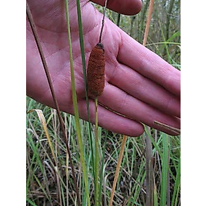 1196-Dwarf Cattails (Typha laxmannii) Seeds by Robsrareandgiantseeds UPC0764425788492 Non-GMO,Organic,USA Grower,Bonsai,Showy, Butterfly Flower,1196 Package of 25 Seeds