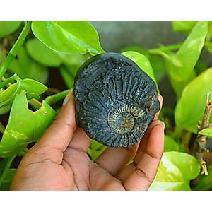 Shiva Lingam Shop 2.75"X2"inch Shaligram, Religious Gifts, Sudarshan Saligram Stone,Natural Shaligram Fossilized Shell, Iconic Symbol of The God Vishnu -I-6027