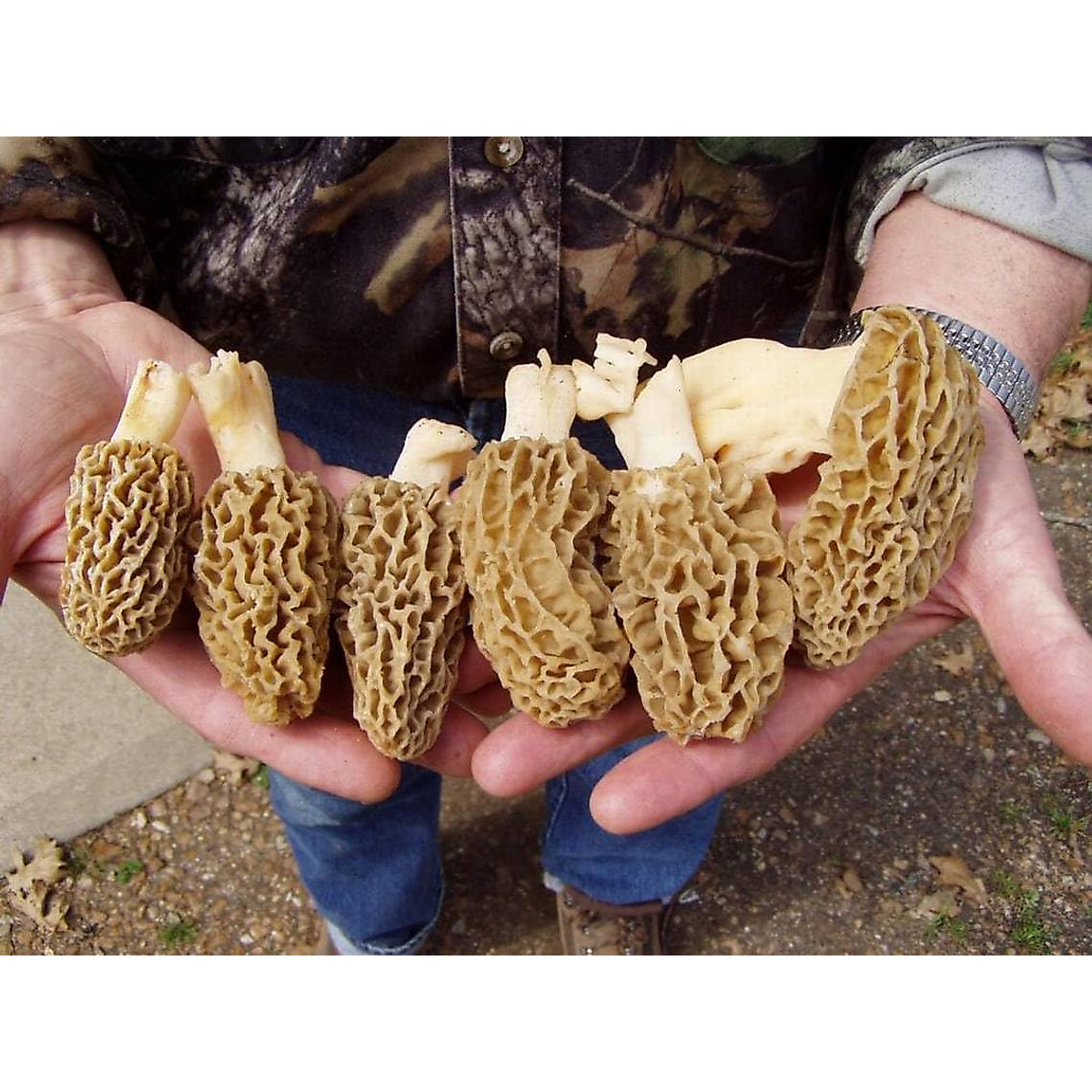 American True Morel Mushroom (Morchella Americana) Liquid Culture Syringe Sample for Mushroom Cultivation Growing on Grain or Agar