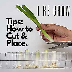 Indoor Gardening System/Small/No Electricity Needed/All Year Round/Hydroponic Growing The Easy Way/Propagate-Regrow in Your Kitchen/I Re Grow