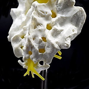 Medical Human Lumbar Spine Demonstration Model Anatomical Model Lumbar Vertebrae Sacrum & Coccyx, with Herniation Disc,for Science Classroom Study Display Teaching Medical Model 15 Inch Hight