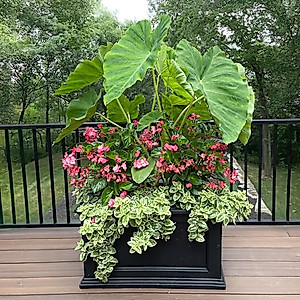 Mayne Fairfield 20in x 36in Rectangle Planter - Black - 36in L x 20in W x 20in H - with Built-In Water Reservoir (5826-B)