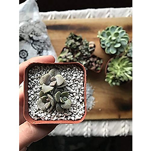 3 Gallon Bag Garden Pumice (1/8" Stone) - 12lbs