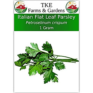 TKE Farms - Italian Flat Leaf Parsley Seeds for Planting, 1 Gram ≈ 600 Seeds, Petroselinum crispum