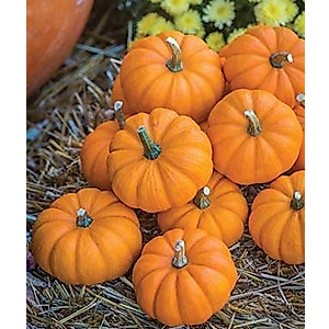 Mixed Pumpkin Seeds for Planting “Classic Mix” – Orange and Orange-Tinted Pumpkins in a Variety of Sizes and Shapes | Heirloom Seeds by Liliana's Garden |