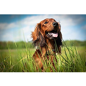 Dogs Bad Breath Eliminator - PROBIOTICS for Dogs - Gut Health - Stops Bad Breath and Gas - Digestive Boost - Dog probiotic and prebiotic - 3 Bottles (180 Capsules)