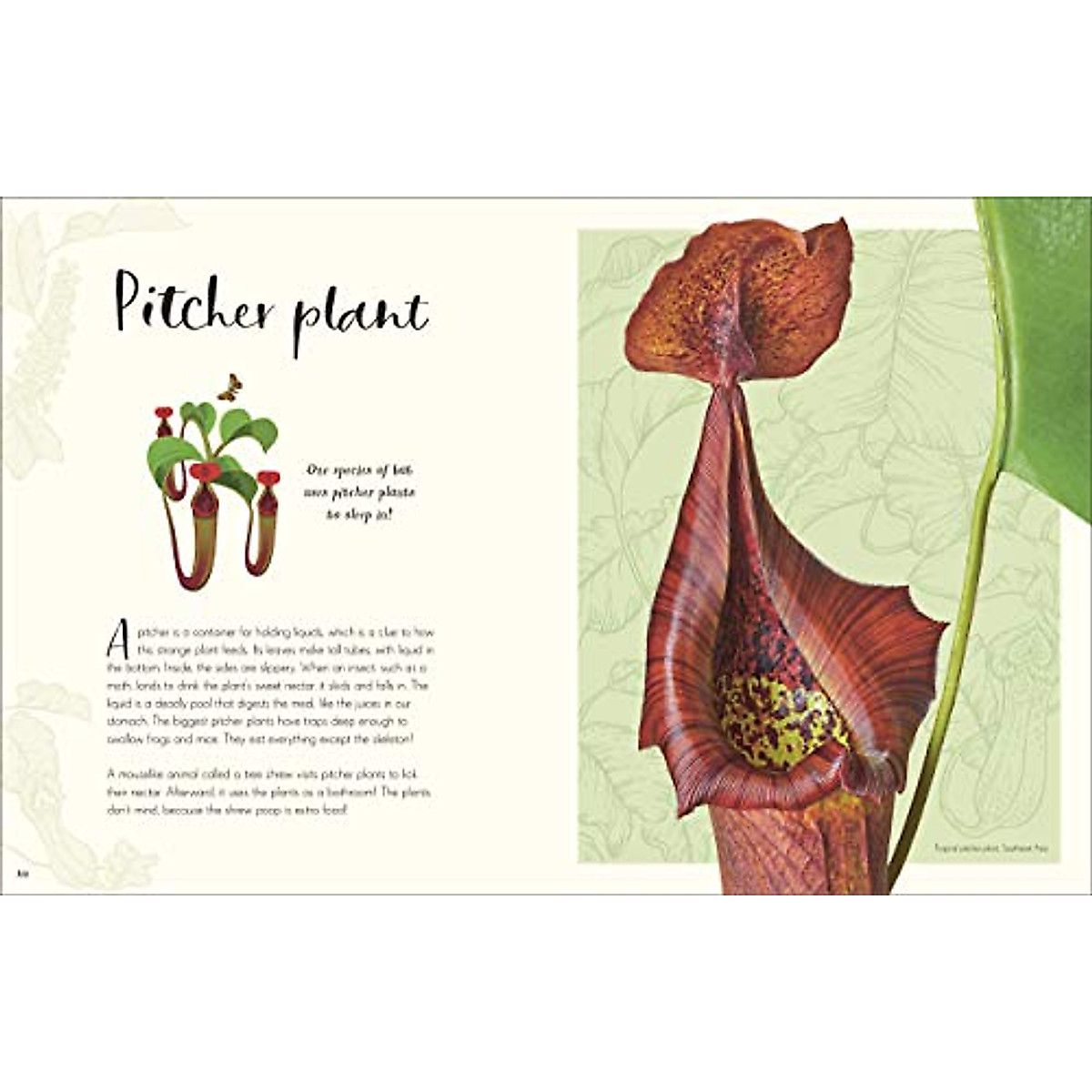 The Wonders of Nature (DK Children's Anthologies)