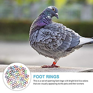 POPETPOP 200 Pcs Poultry Leg Bands Foot Identify Clip Rings Band for Pigeon Parrot Chicks Duck Lovebirds Supplies (Random Color)