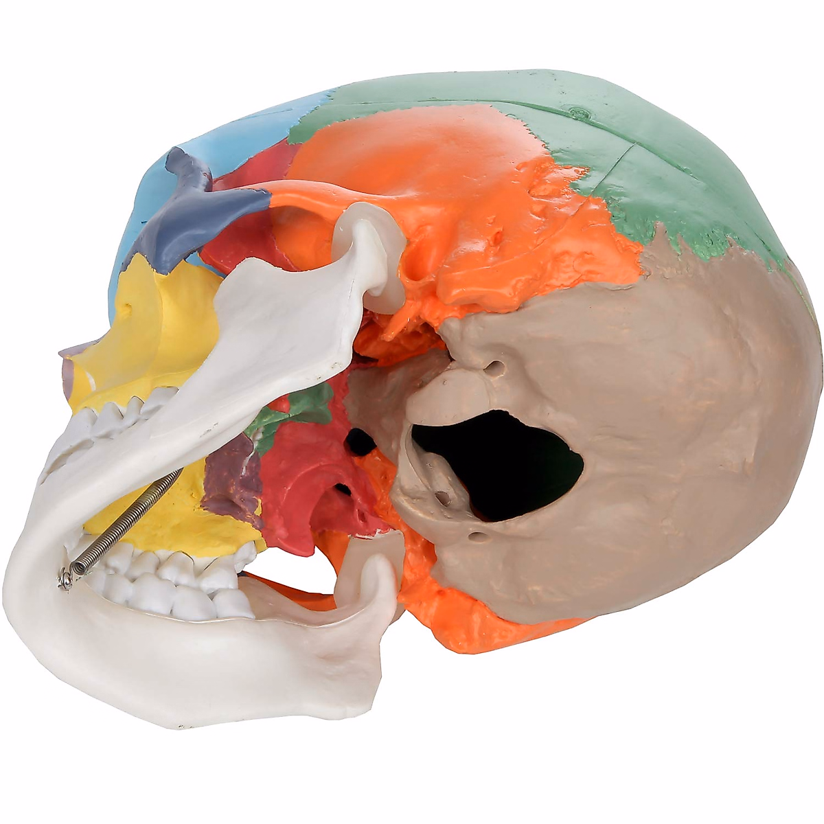 Axis Scientific 3-Part Didactic Human Skull Model, Life Size Painted Medical Anatomical Skull Model Cast from Natural Specimen – Includes Detailed Product Manual