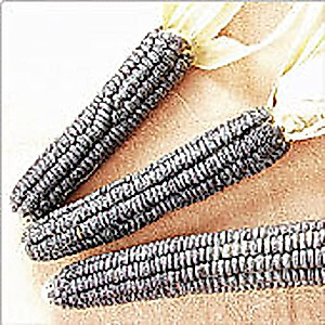 Black Aztec Corn Seeds (20+ Seeds) | Non GMO | Vegetable Fruit Herb Flower Seeds for Planting | Home Garden Greenhouse Pack
