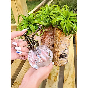 Small Air Plants - 1 Streptophylla Hybrid - 2 to 4 Inch Air Plant - Color & Form Varies by Season - 30 Day Guarantee on Tillandsia from The Drunken Gnome (1, Small 2-4")