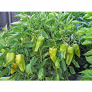 "Cubanelle" Sweet Pepper Seeds for Planting, 100+ Heirloom Seeds Per Packet, (Isla's Garden Seeds), Non GMO Seeds, Botanical Name: Capsicum annuum, Great Home Garden Gift