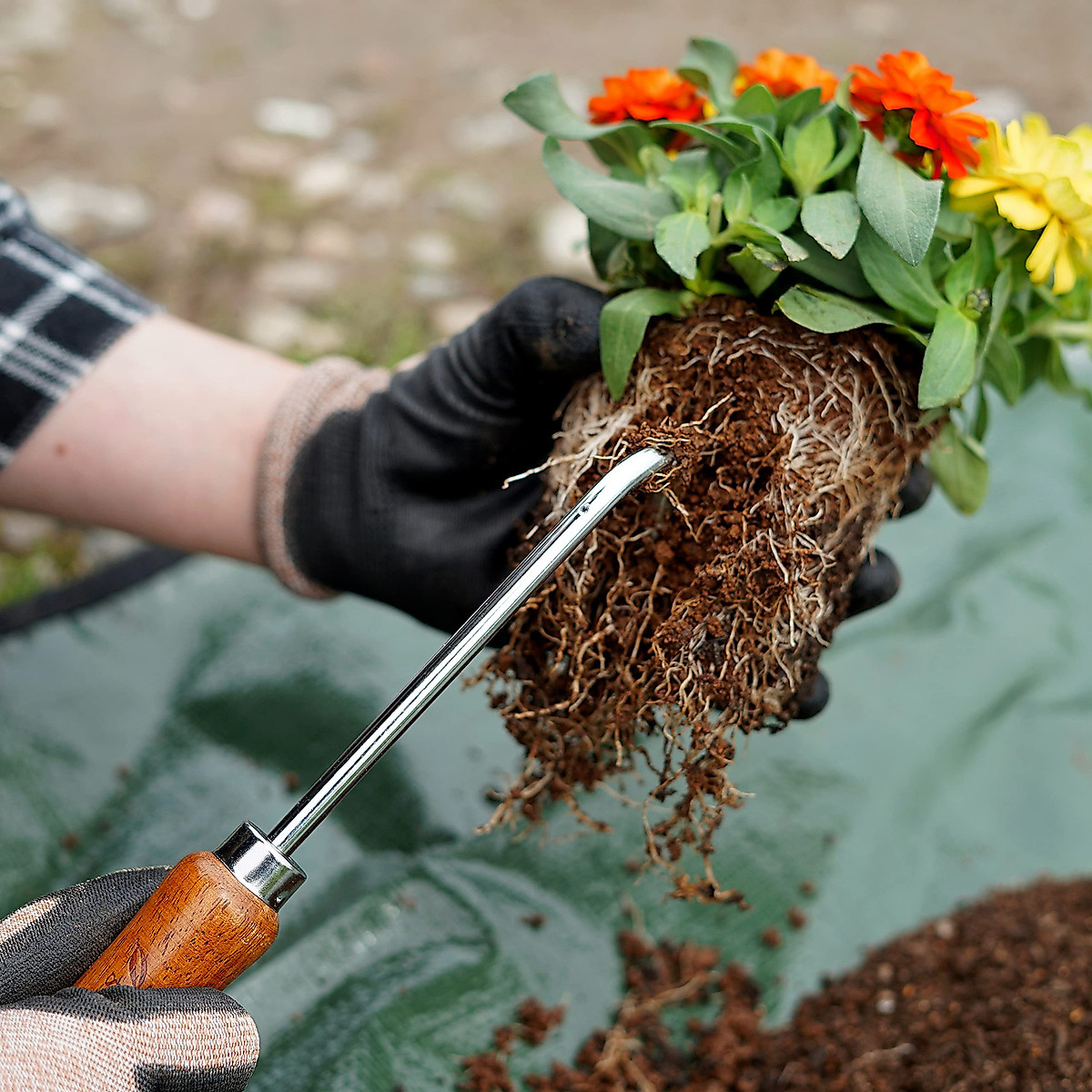 Root Hook Japanese Garden Tool for Loosing Soil, Heavy Duty Japanese Steel, Root Pick Tool for Repotting Bonsai and Transplanting Flower, Made in Japan, Silver