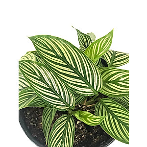 Calathea Vittata (Peacock Plant) Live Plant for Garden - 2" Pot Live Plant