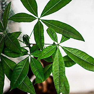 Plants & Blooms Shop PB408 Money Tree, 5", White Pot, Indoor Live Plant Decoration, Live Plant Gift